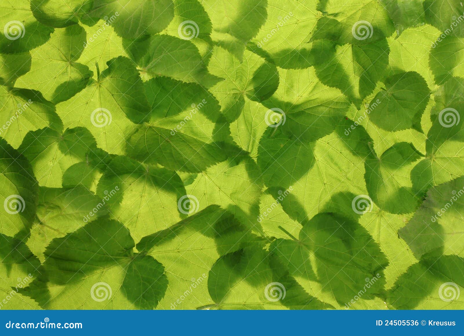 Spring leaves background stock photo. Image of background - 24505536