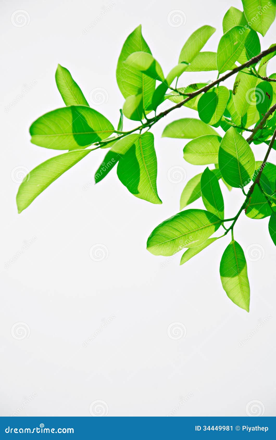 Spring Leaves stock image. Image of branch, freshness - 34449981