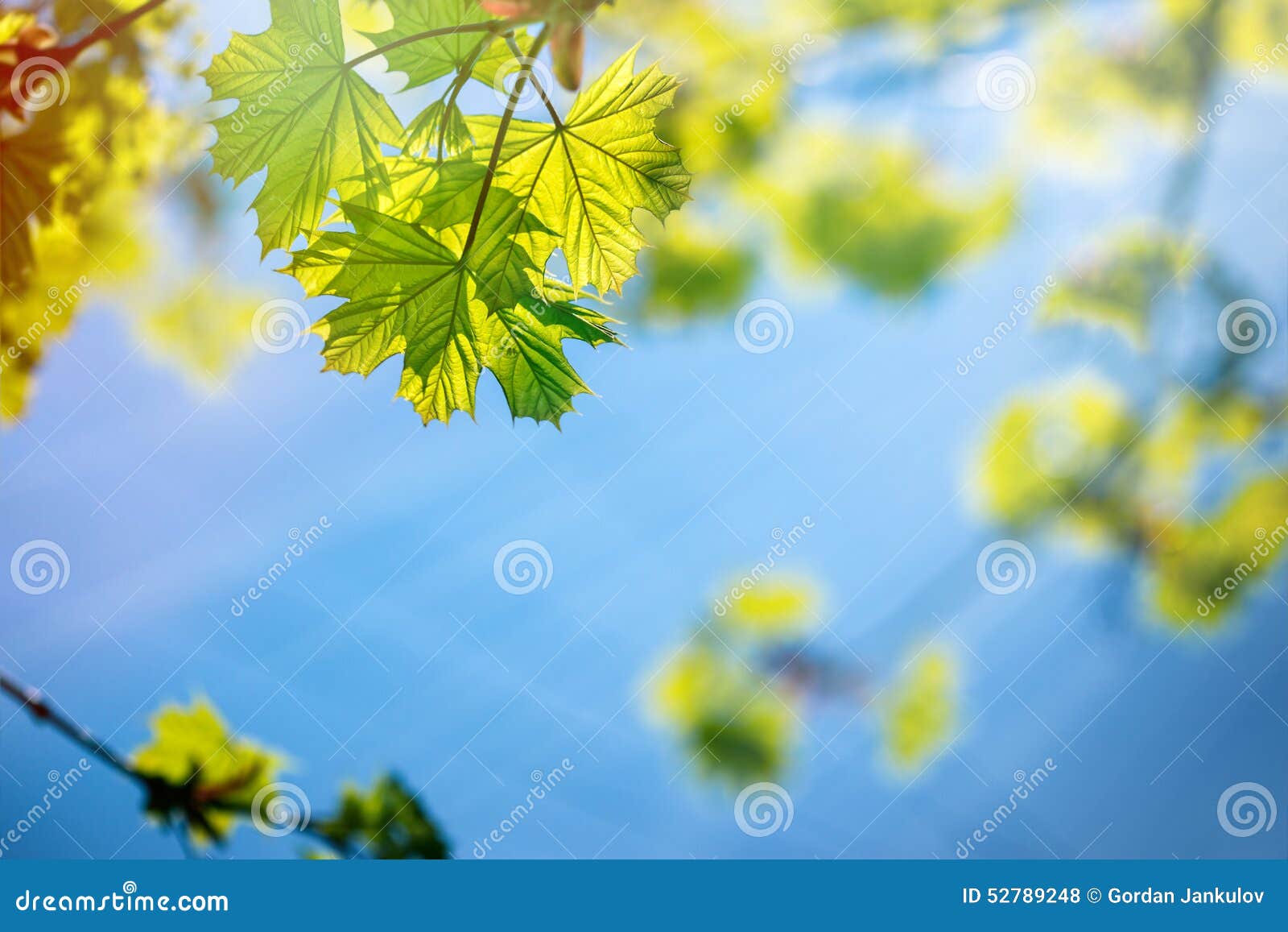 Spring leaves stock photo. Image of beauty, branch, fresh - 52789248