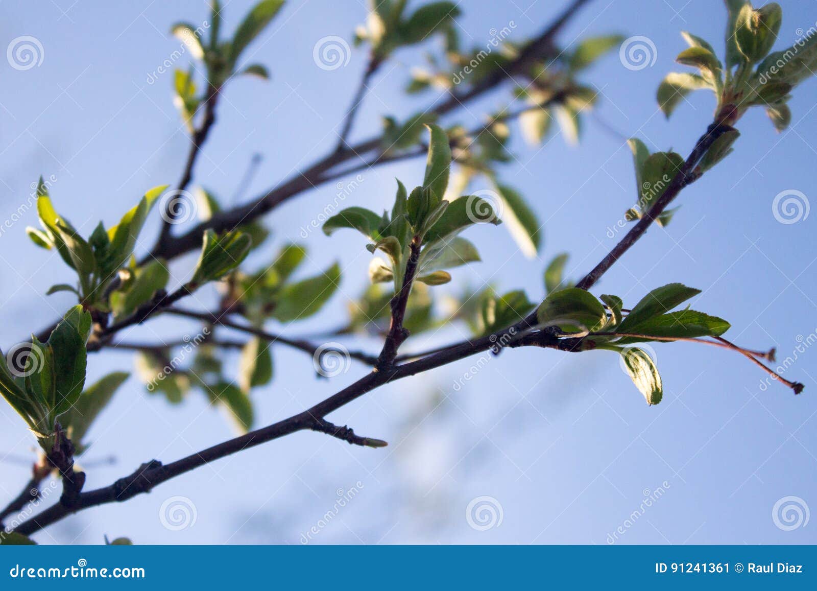 Spring Leaves stock image. Image of season, grow, spring - 91241361
