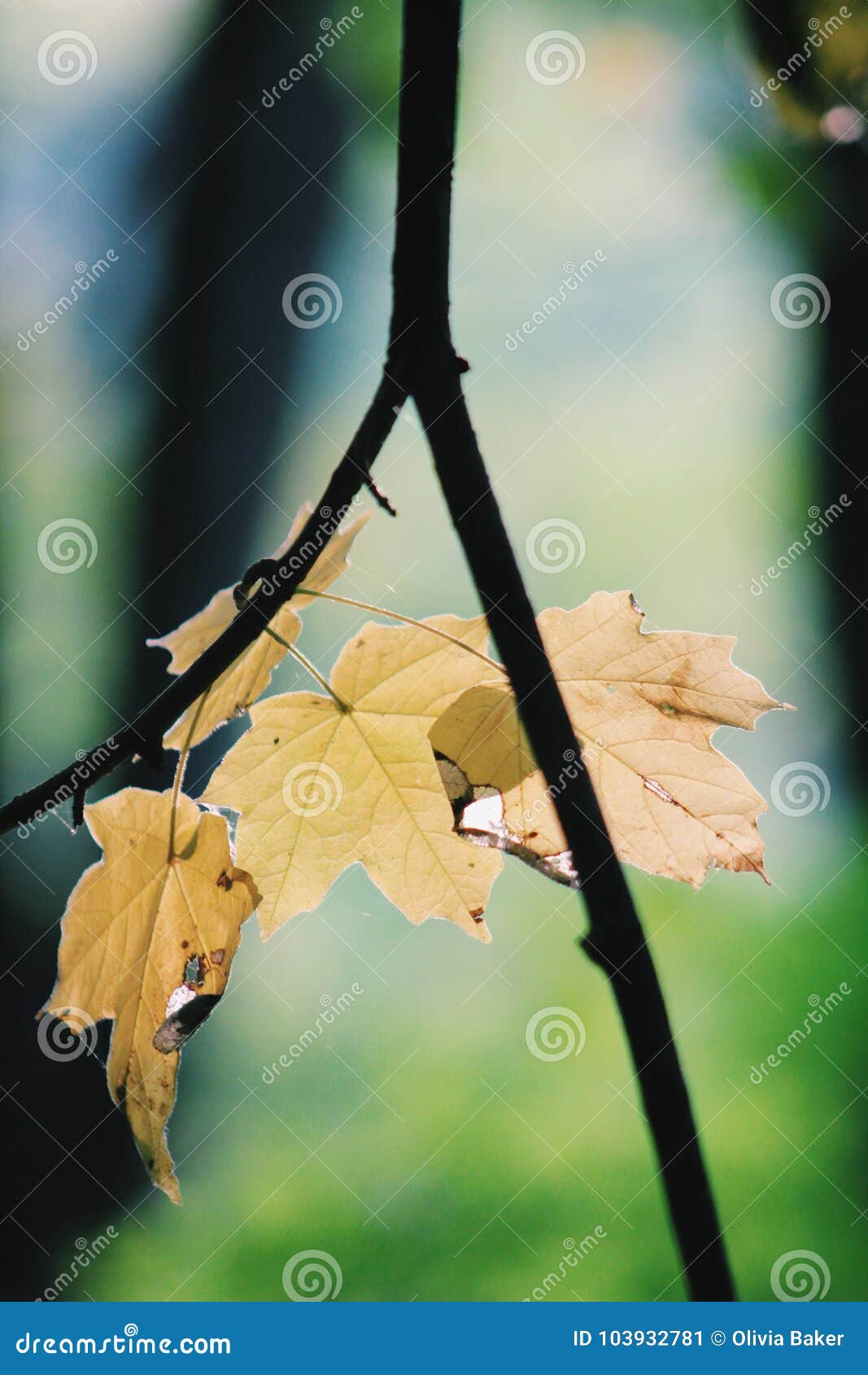 Spring leaves stock image. Image of spring, forest, beautiful - 103932781