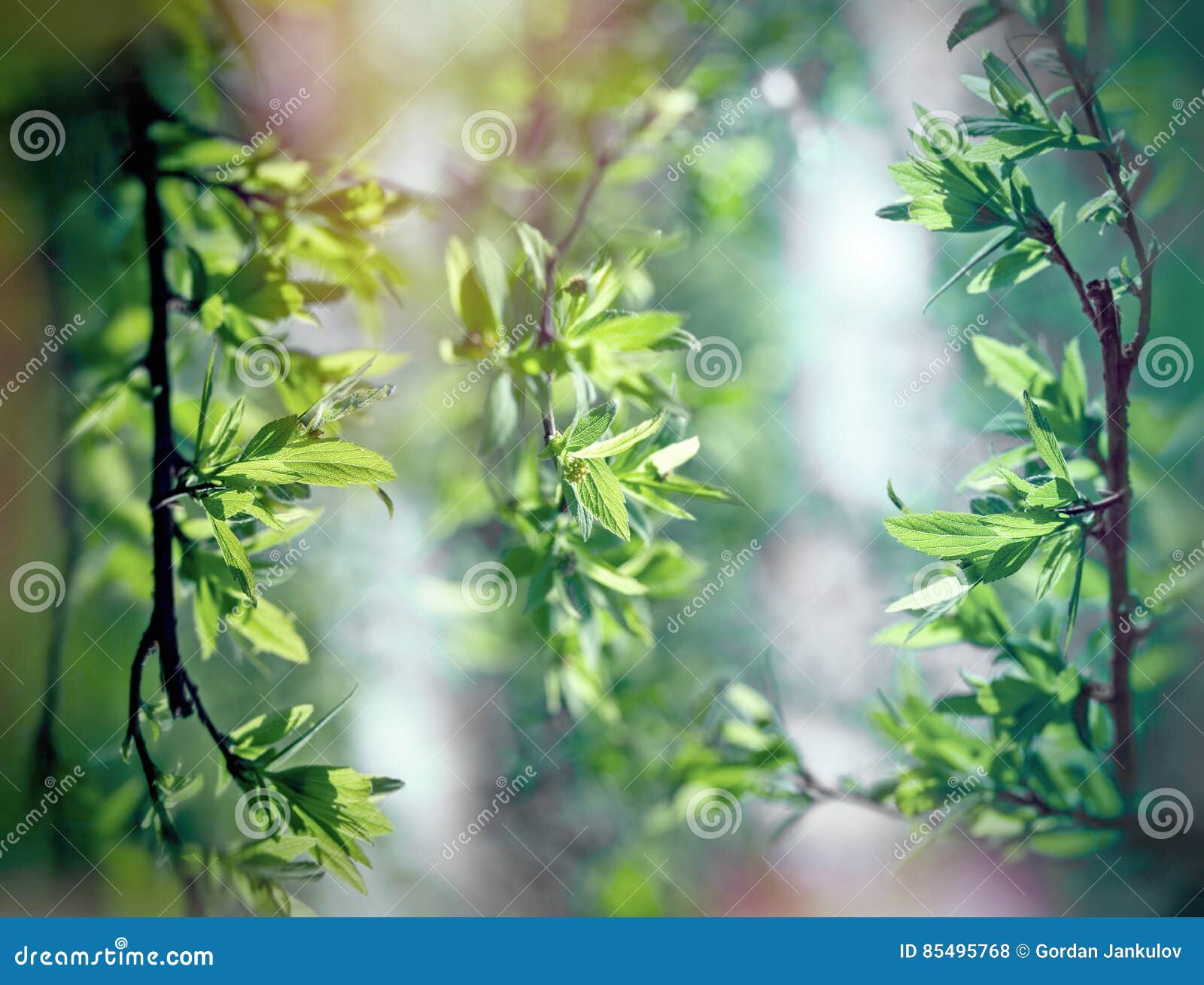 Spring Leaves in Forest - Waking Nature in Spring Stock Photo - Image ...