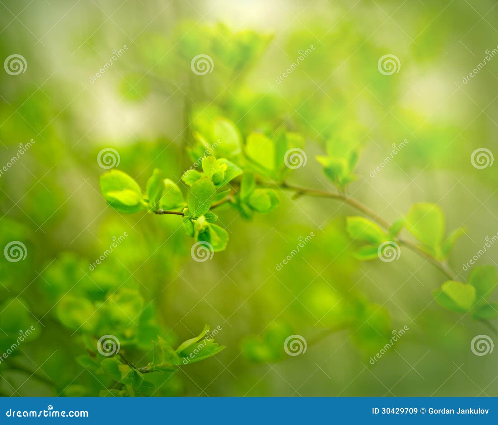 Spring leaves stock image. Image of lush, plant, focused - 30429709