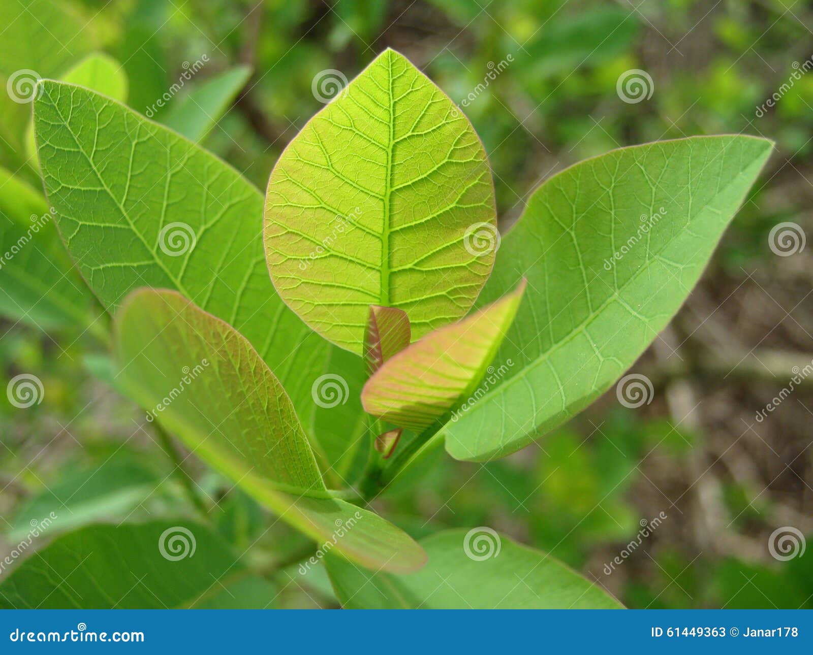 Spring leaves stock image. Image of fresh, spring, tree - 61449363