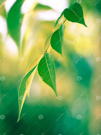 Spring leaves stock image. Image of spring, leaves, life - 53847709