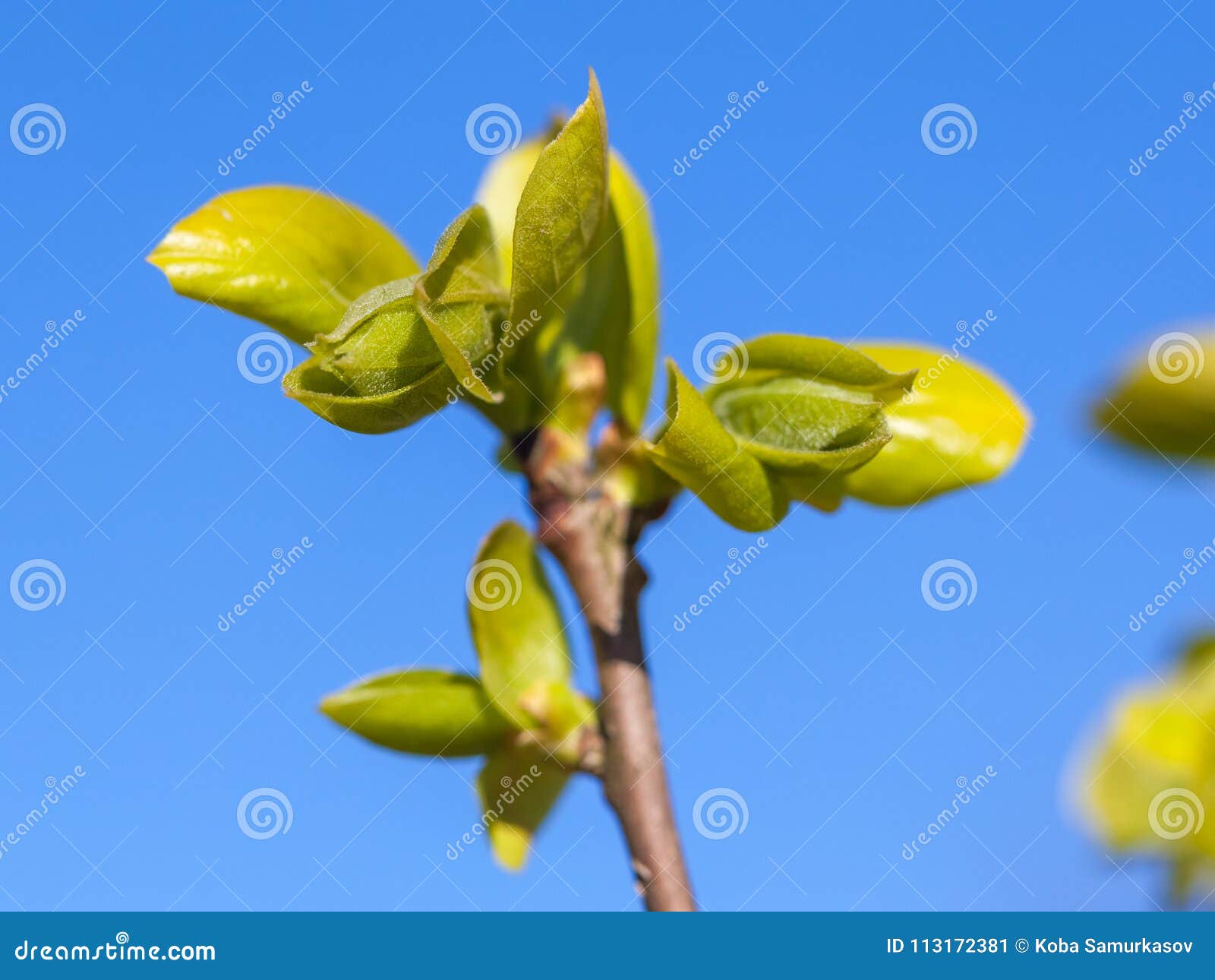 Spring Leaves Growing from Persimmon Tree, Nature Stock Image - Image ...