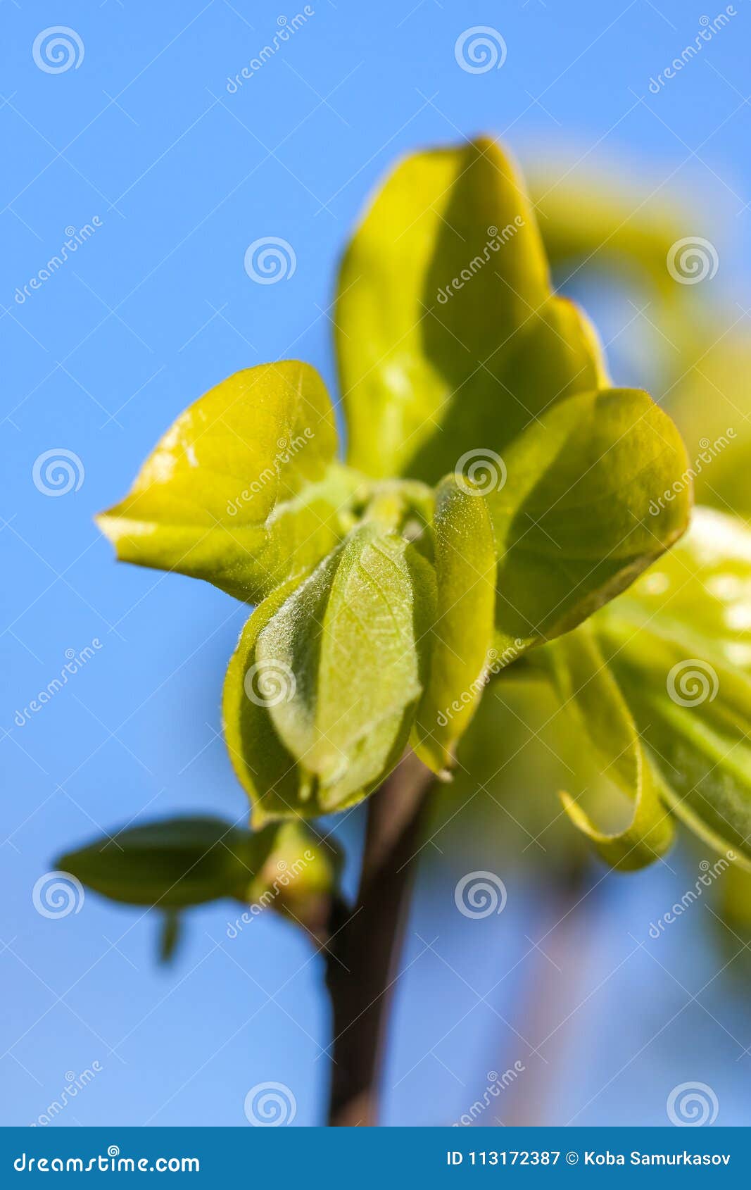 Spring Leaves Growing from Persimmon Tree, Nature Stock Image - Image ...