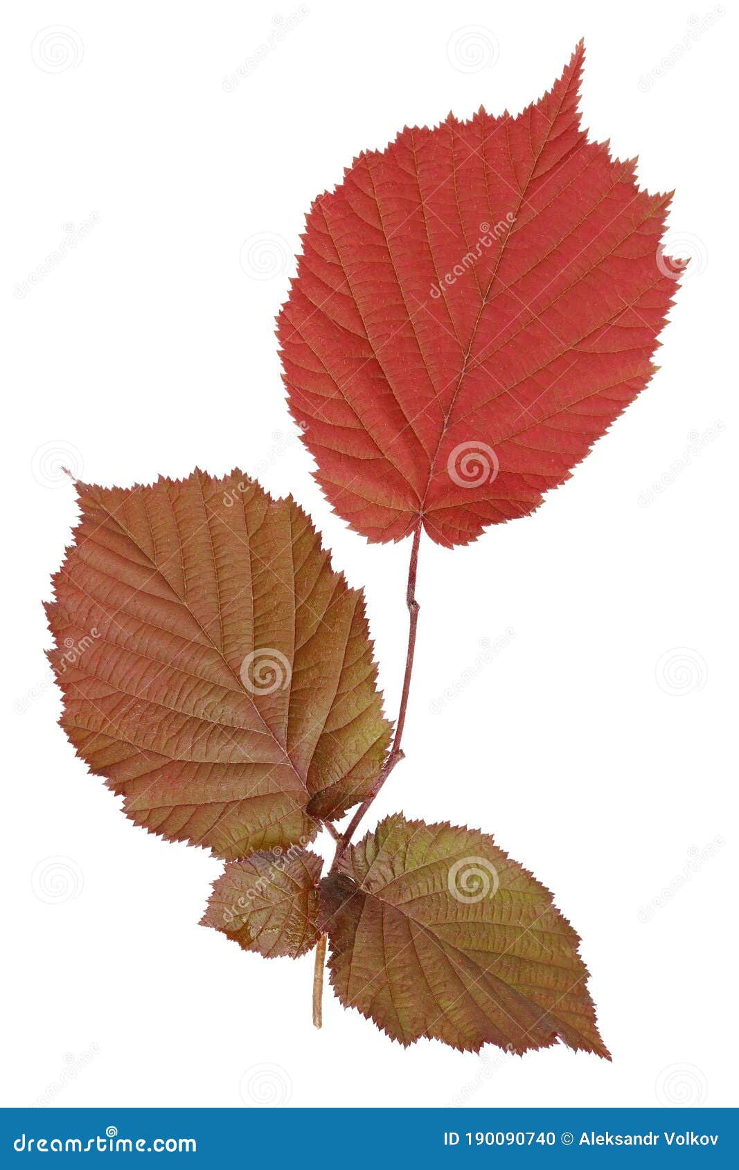Spring Leaves of a Hazelnut Have a Rich Red Color Isolated Macro Stock ...