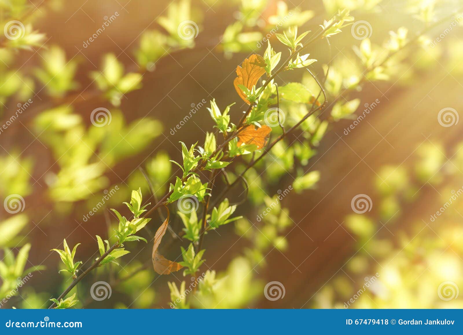 Spring Leaves Lit by Sunbeams - Sun Rays Stock Photo - Image of nature ...
