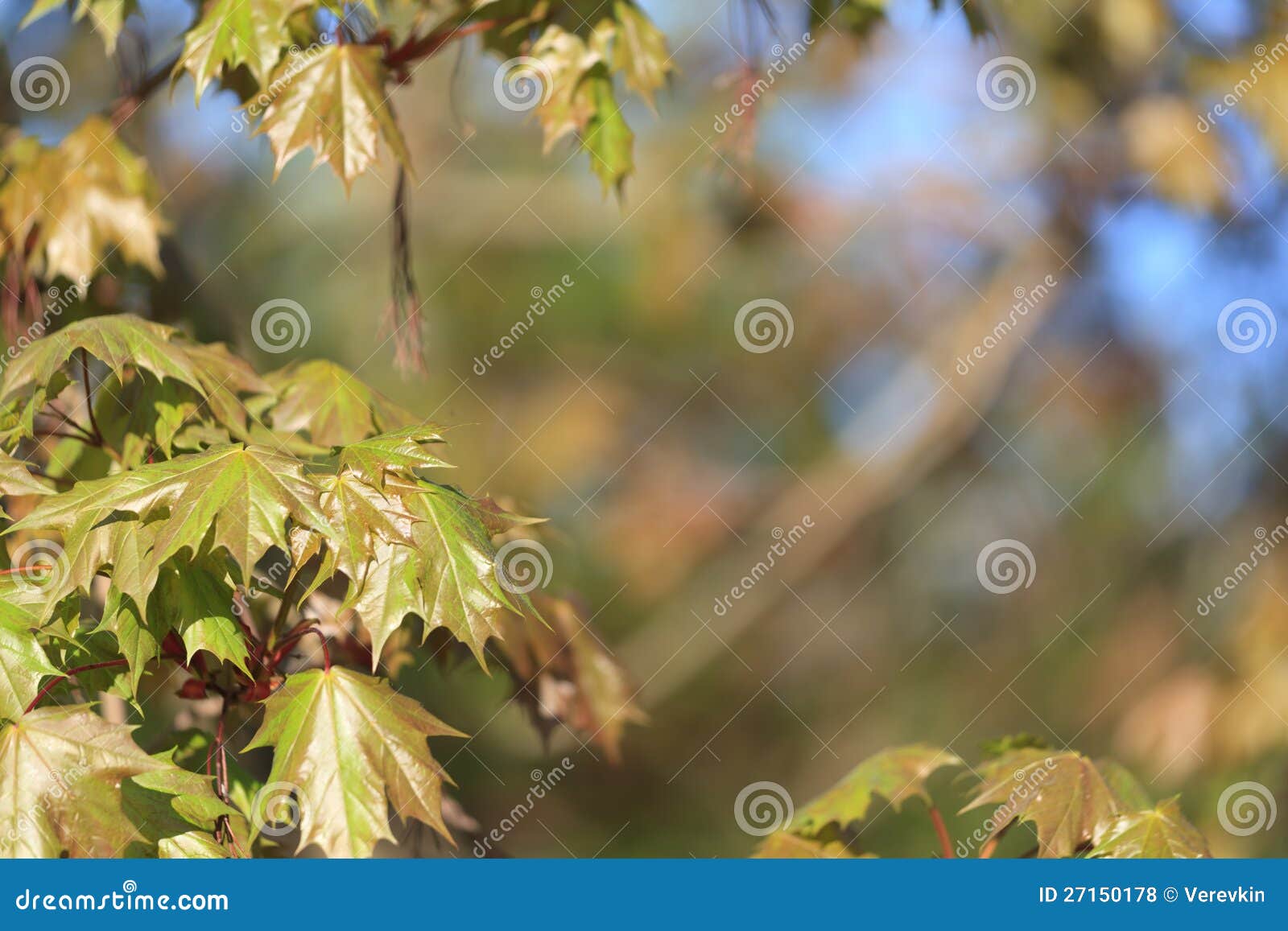 Spring Leaves of a Maple. a Natural Background Stock Photo - Image of ...