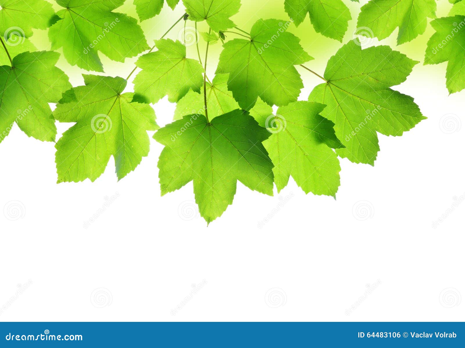 Spring Leaves of Maple Tree Stock Photo - Image of green, beauty: 64483106