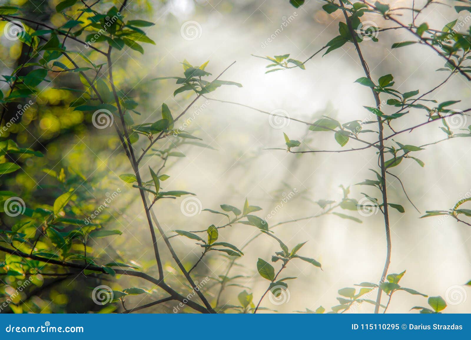 Spring Leaves, Misty Morning Stock Image - Image of light, foliage ...