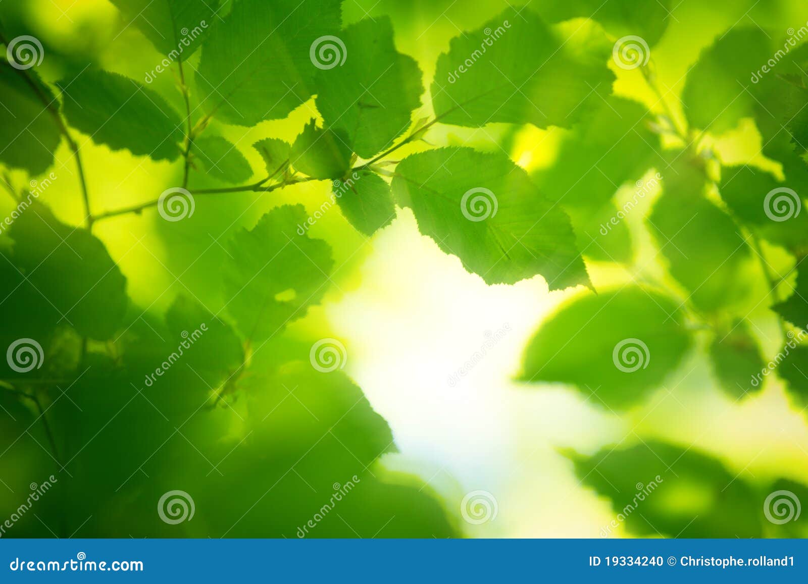 Spring Leaves in the Morning Light Stock Photo - Image of fresh ...