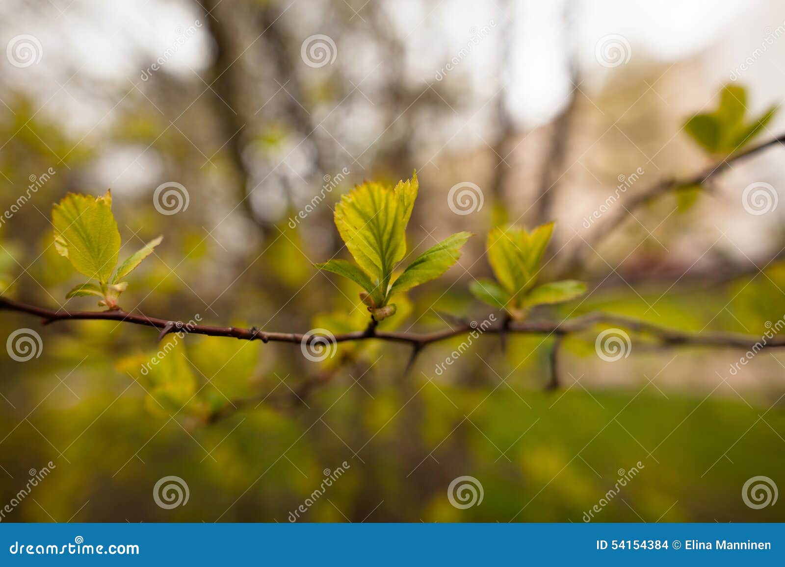 Spring leaves stock photo. Image of outdoor, season, environment - 54154384