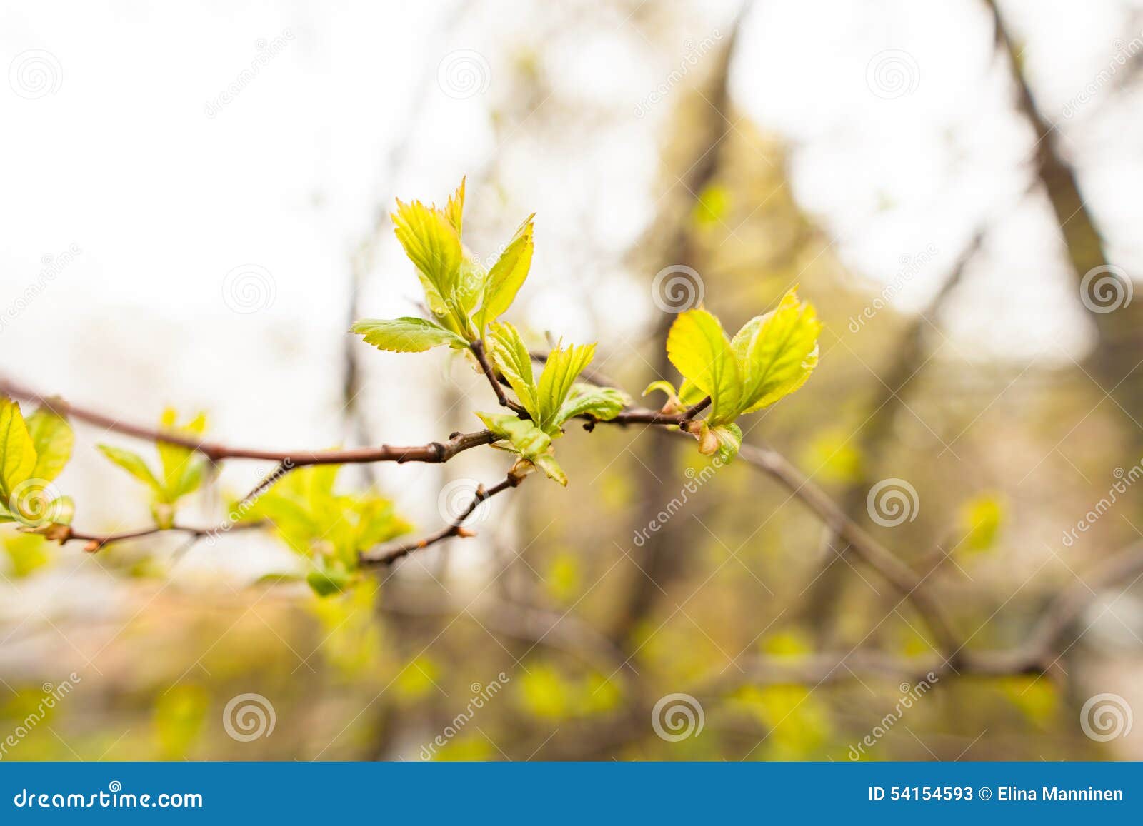 Spring leaves stock image. Image of flora, tranquil, grow - 54154593