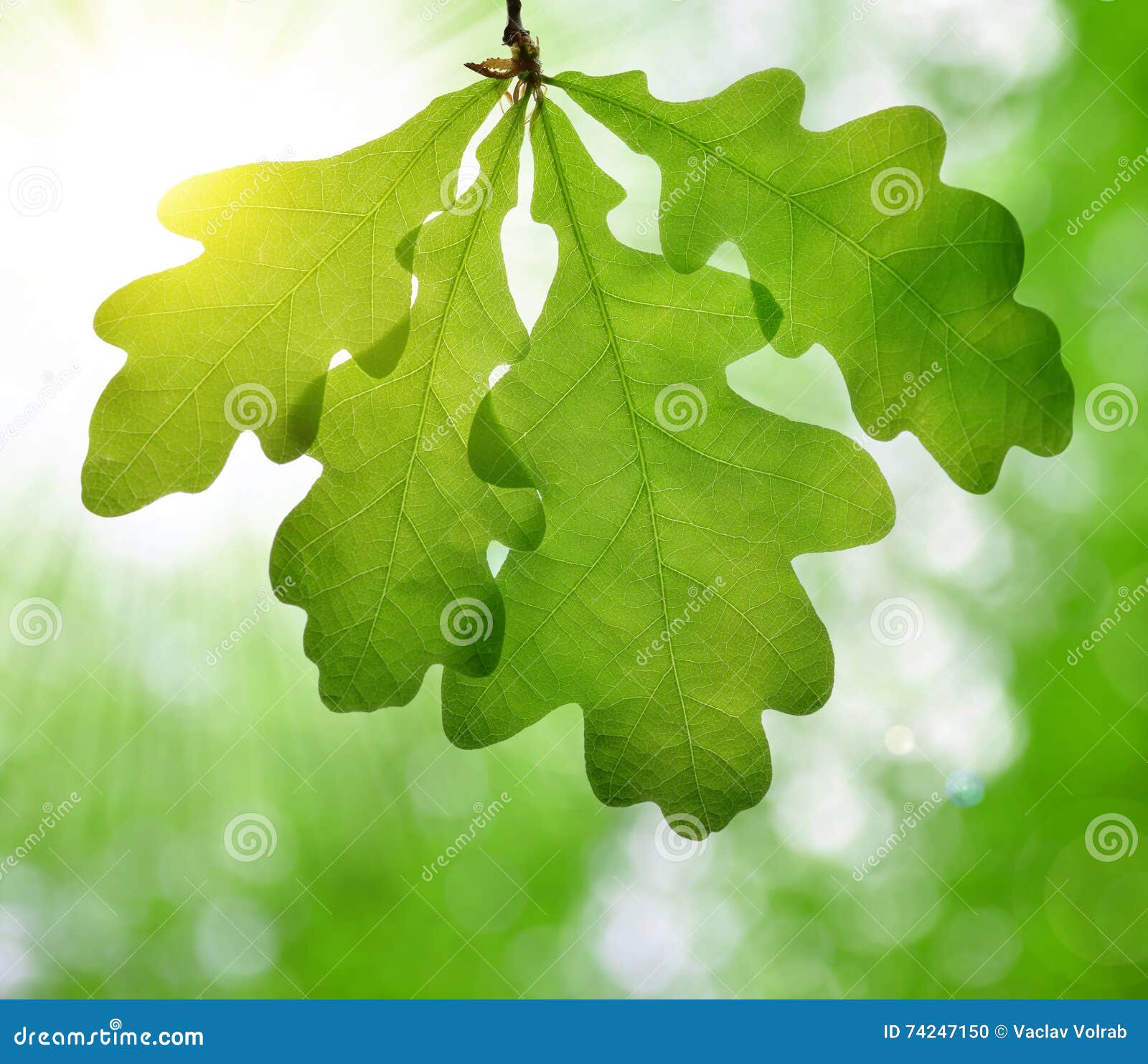 Spring leaves of oak tree stock photo. Image of beautiful - 74247150