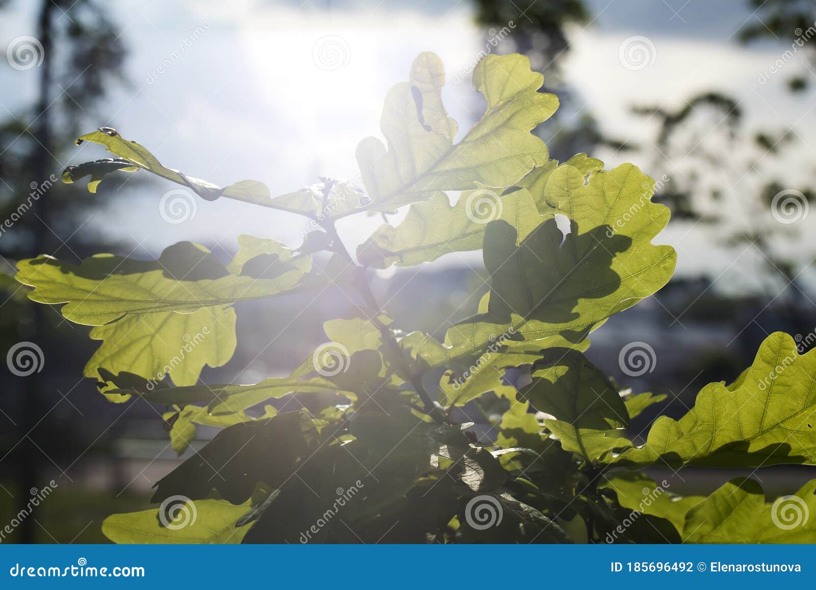 Spring Leaves of Oak Tree on Green Natural Background Stock Photo ...