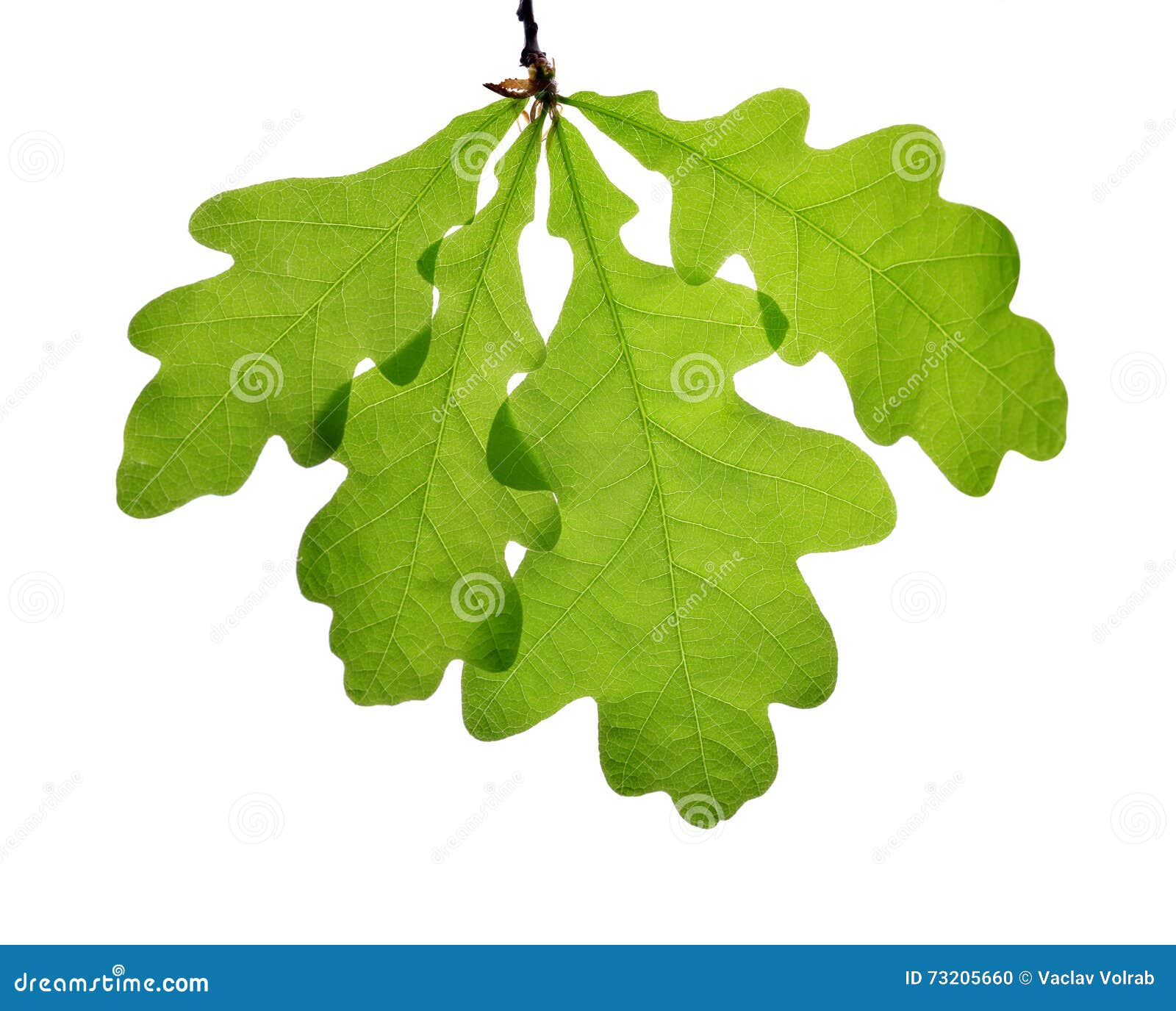 Spring leaves of oak tree stock photo. Image of botany - 73205660