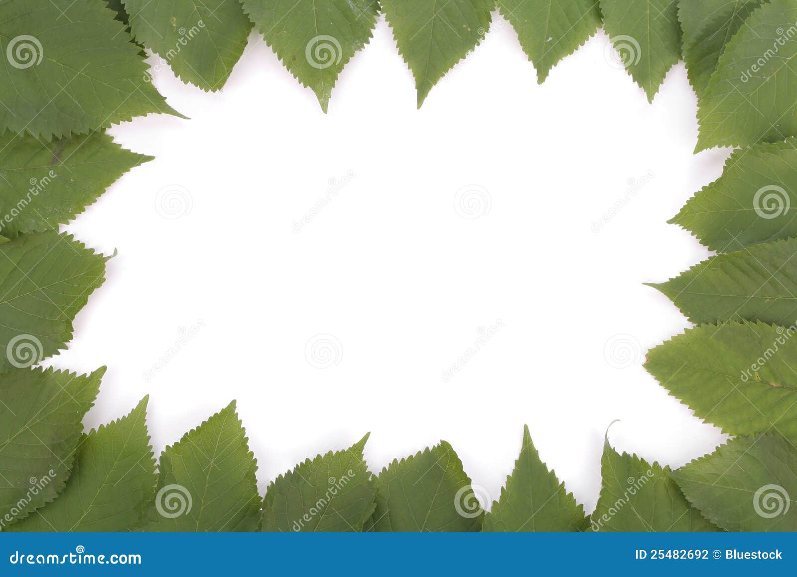 Spring Leaves Over White Background Stock Photo - Image of colorful ...