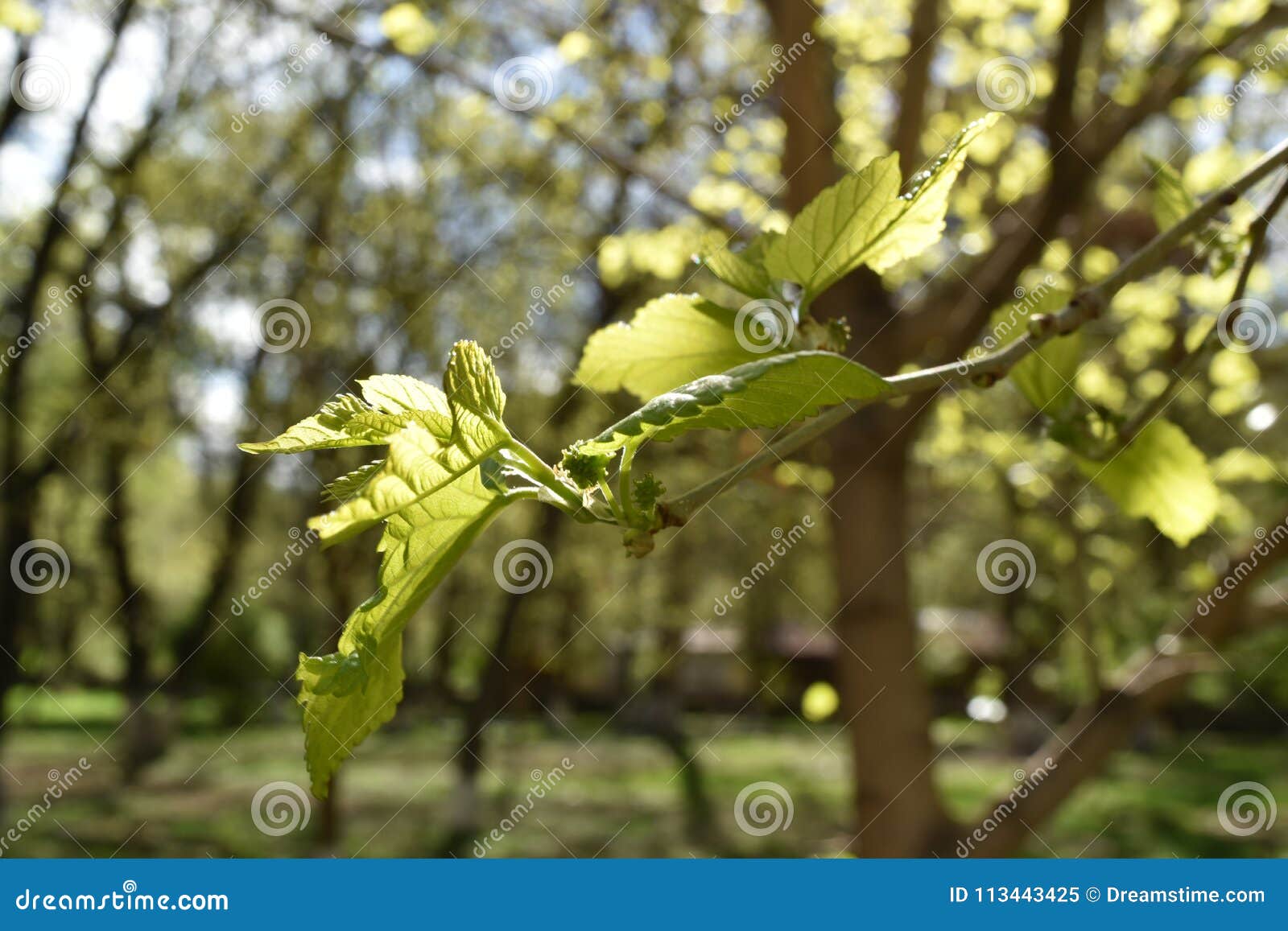 Spring leaves stock image. Image of flowering, button - 113443425