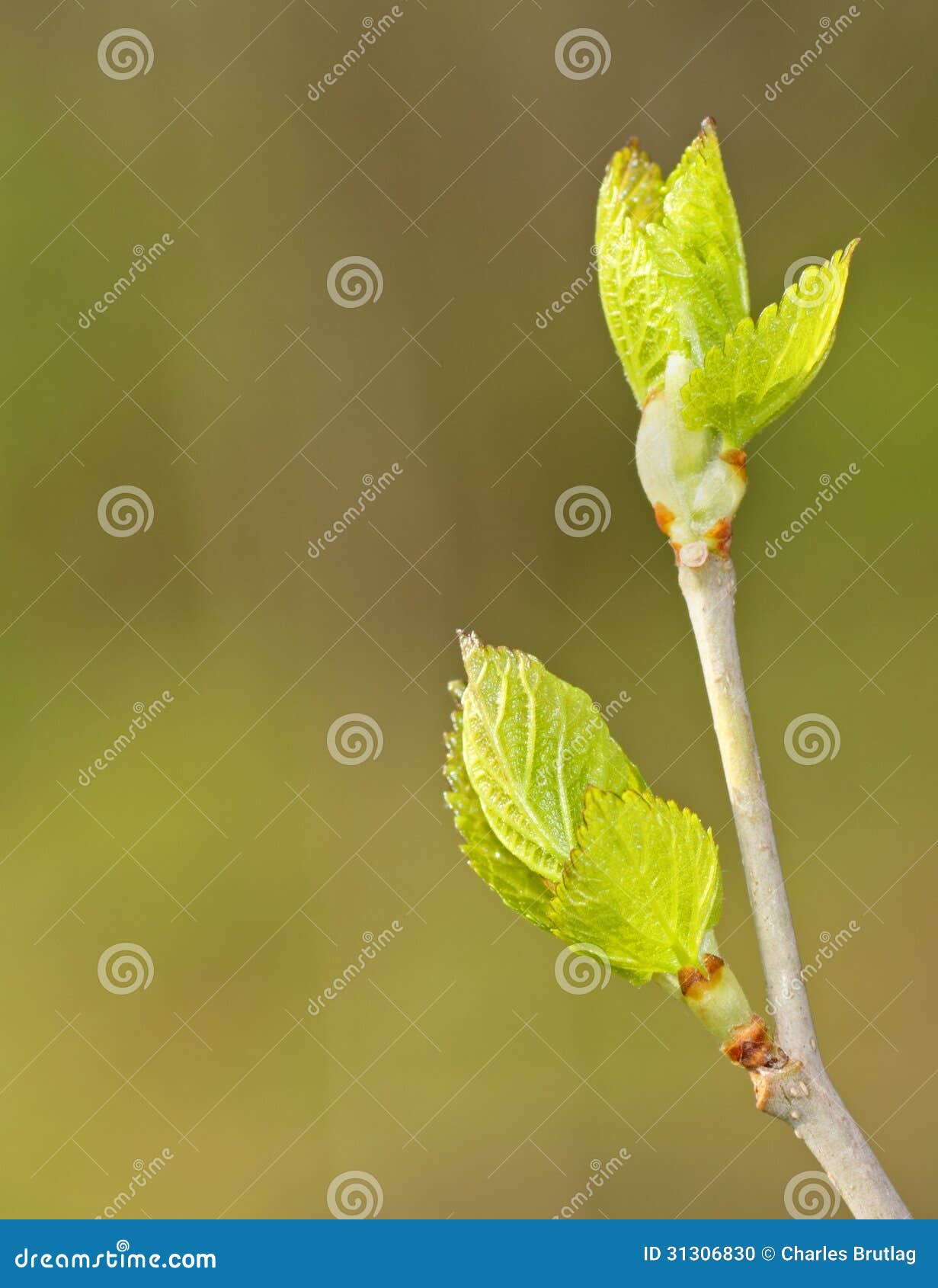 Spring Leaves Sprouting stock photo. Image of plant, growth - 31306830