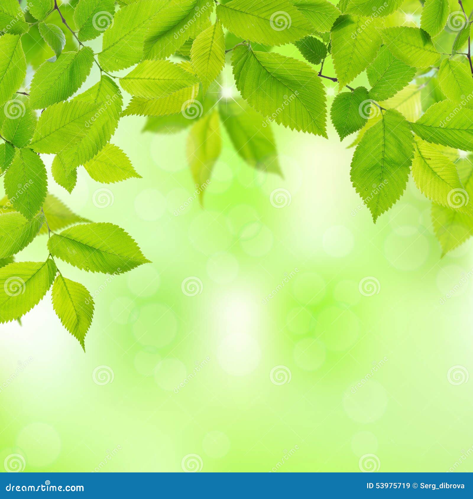 Spring leaves stock image. Image of concept, banner, leaf - 53975719