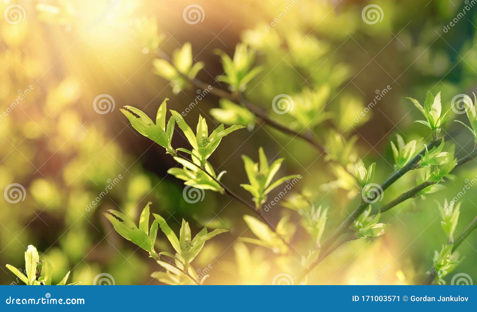 Spring Leaves, Young Spring Leaves Lit by Sunrays - Sunbeams Stock ...