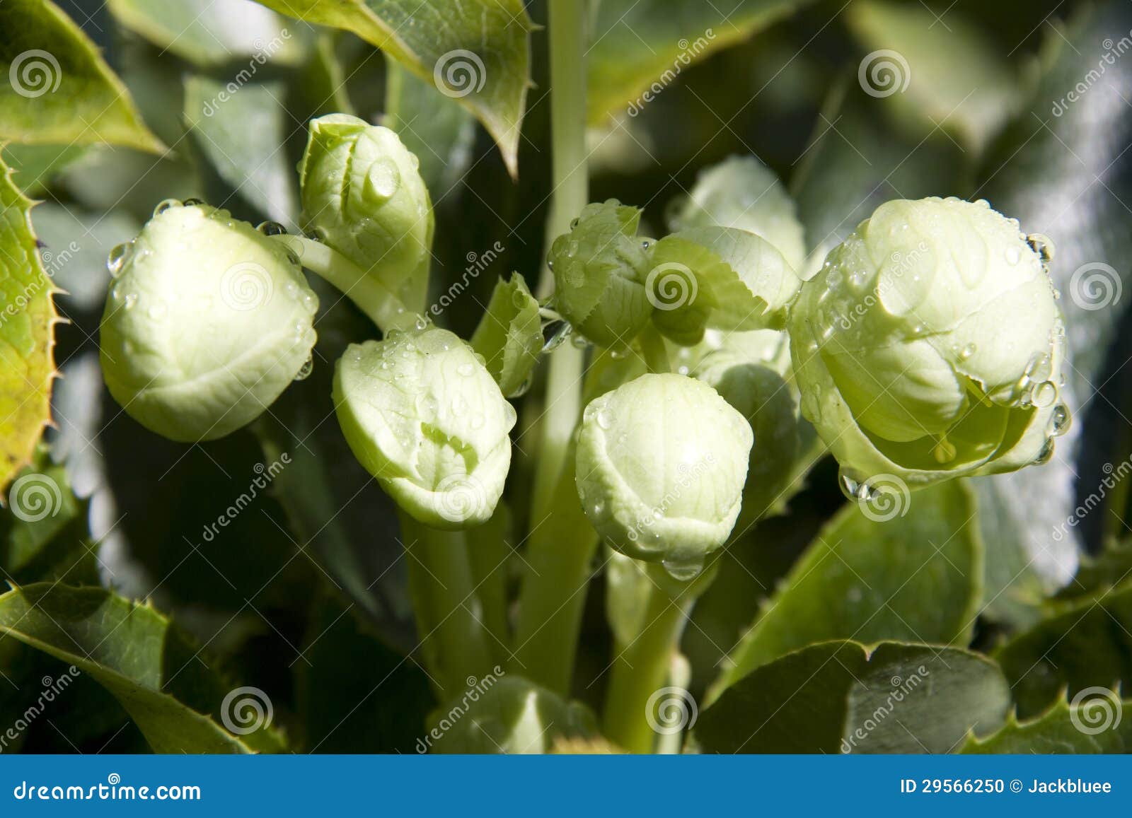 Spring Lenten Rose Flower Buds with Rain Drops Stock Photo - Image of ...