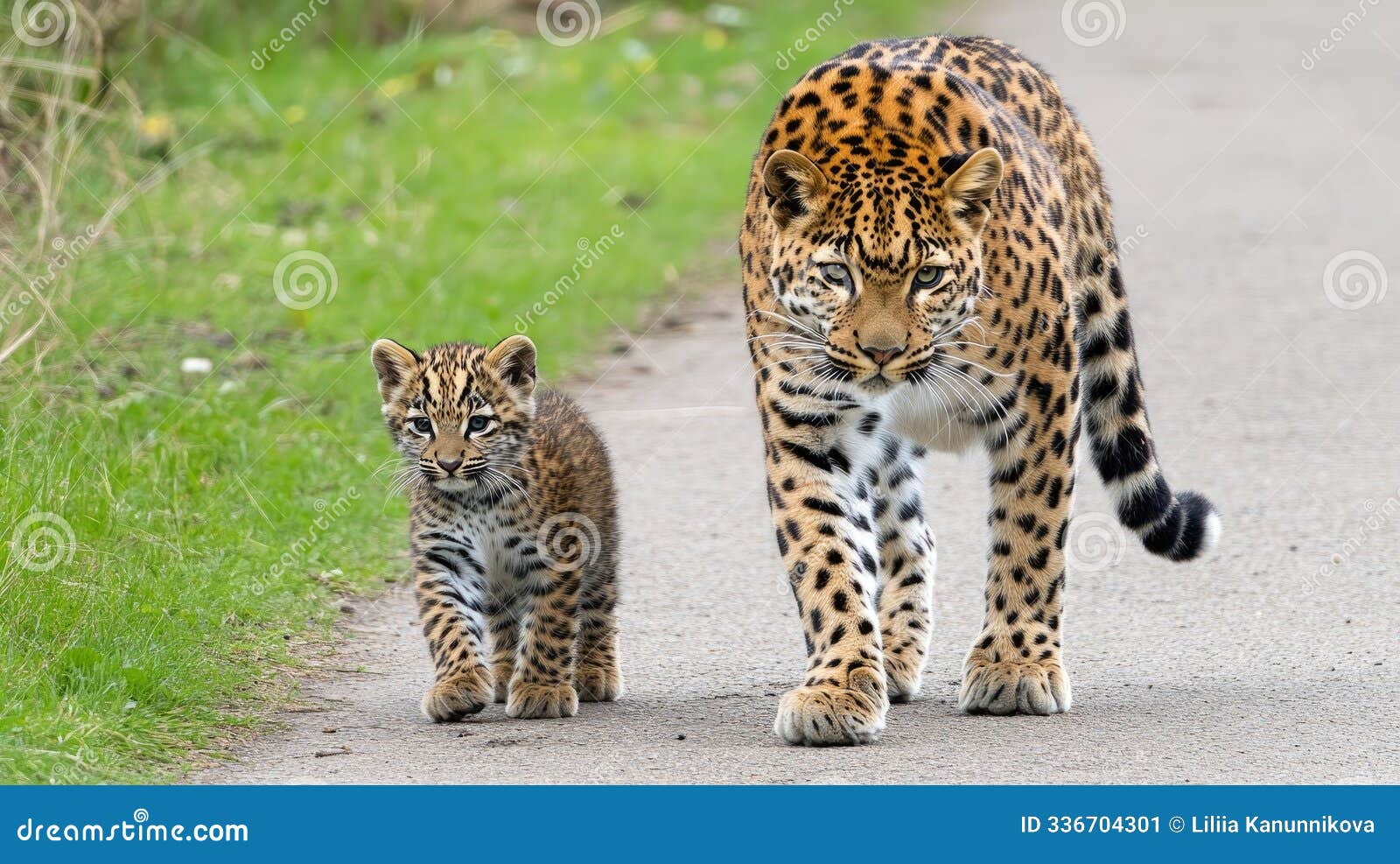 A Spring Leopard Confidently Strides Down a Dirt Path Alongside Its ...