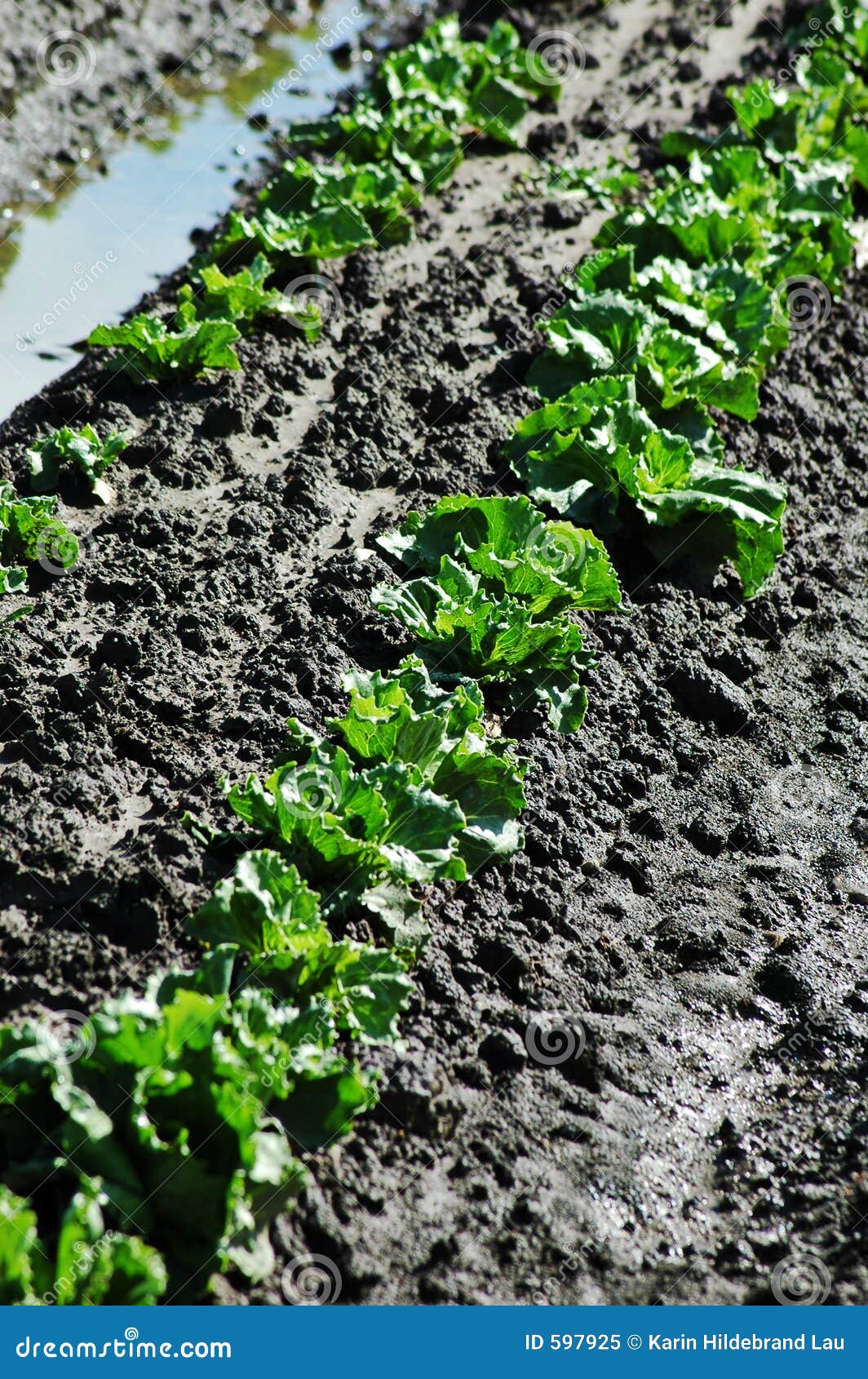 Spring Lettuce stock image. Image of vegetable, seedling - 597925