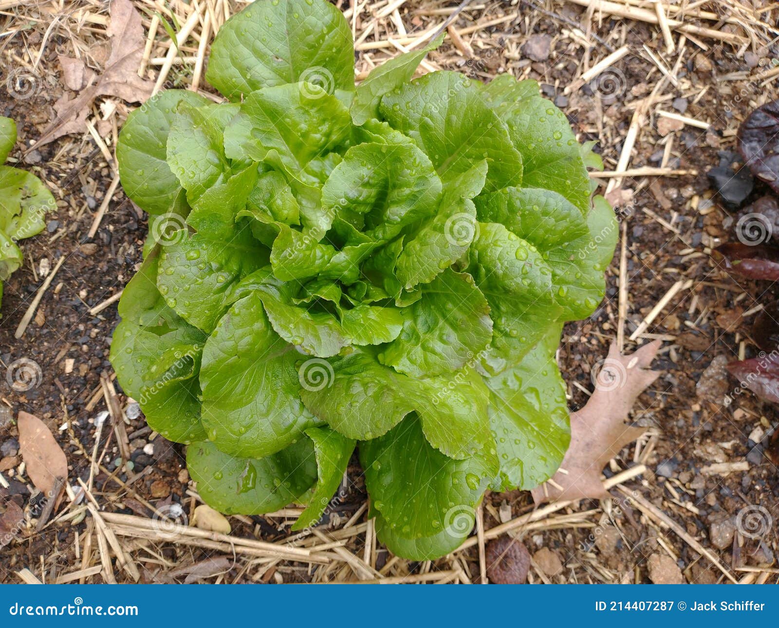 Spring lettuce stock image. Image of food, bibe, spring - 214407287