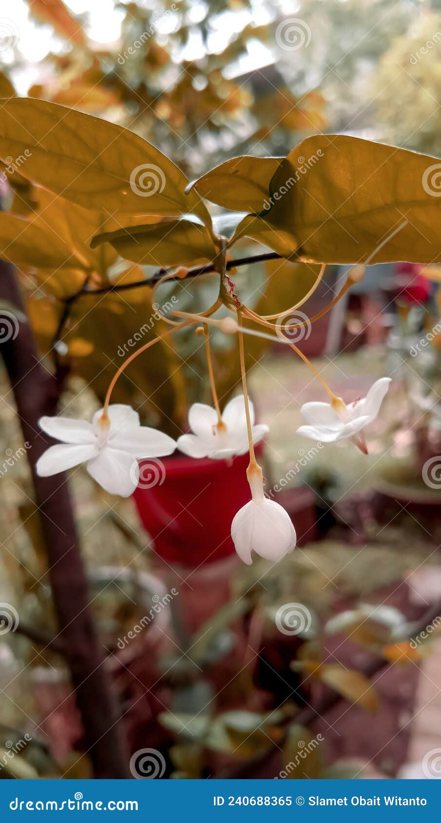 Spring life at the garden stock image. Image of life - 240688365