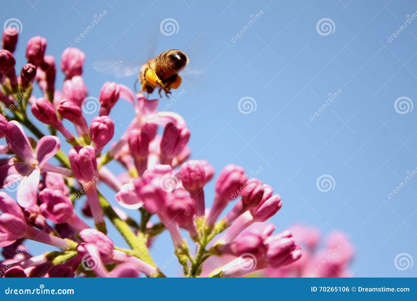 Spring life honey bee stock photo. Image of honeybee - 70265106