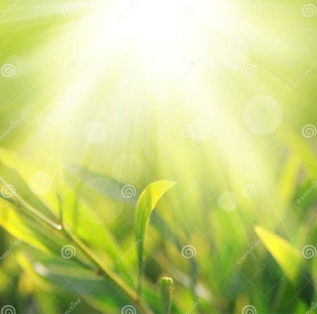 Spring light background stock image. Image of desktop - 20136485