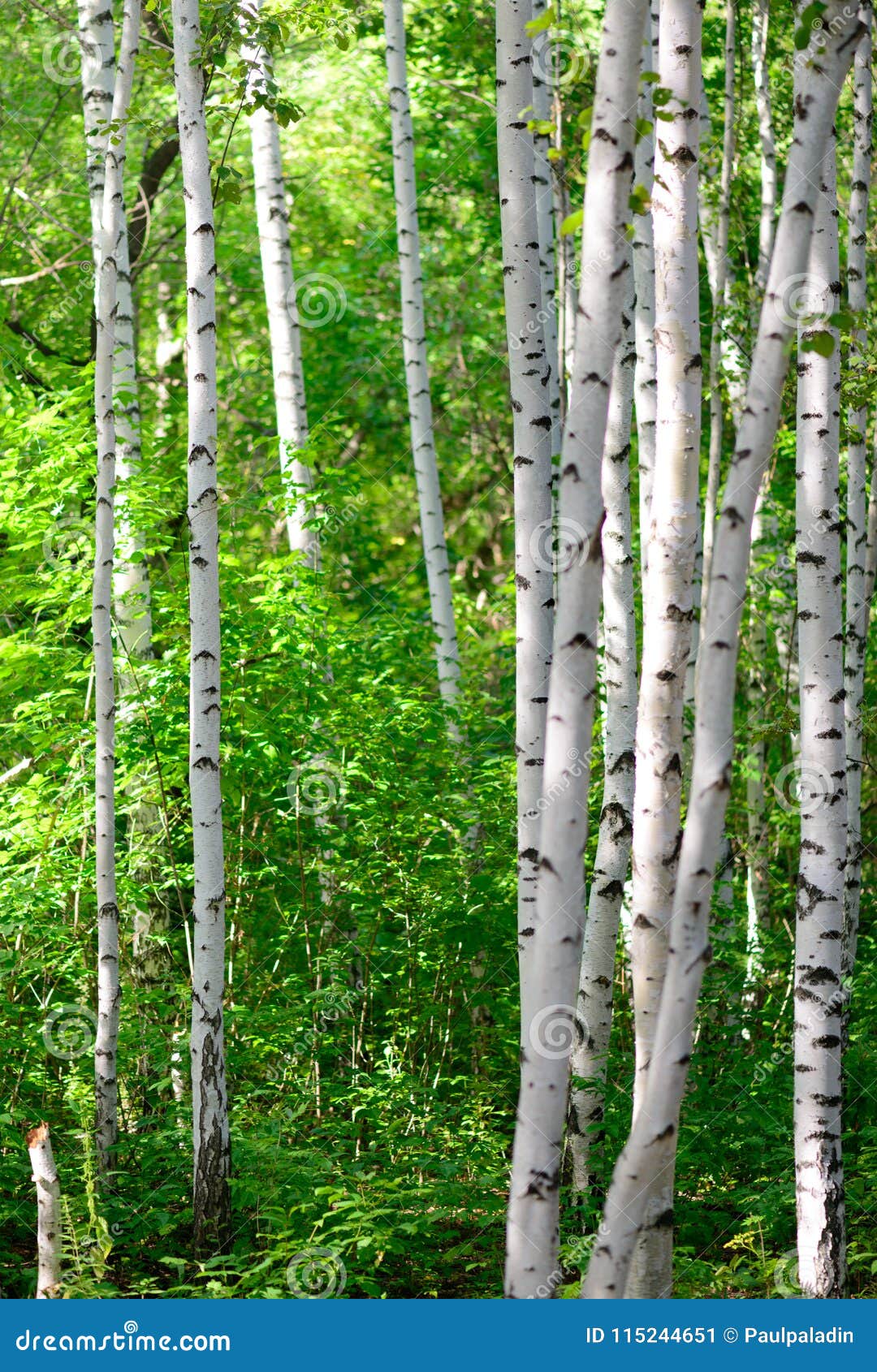 Spring birch branches stock image. Image of garden, green - 115244651