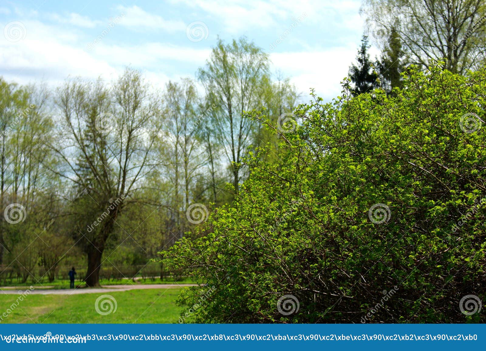 Spring stock photo. Image of landskape, park, green, plant - 93058796