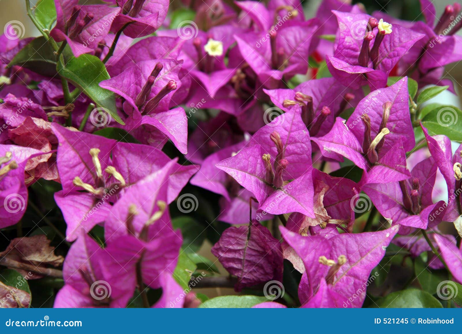 Spring-like stock image. Image of lila, outdoor, spring - 521245