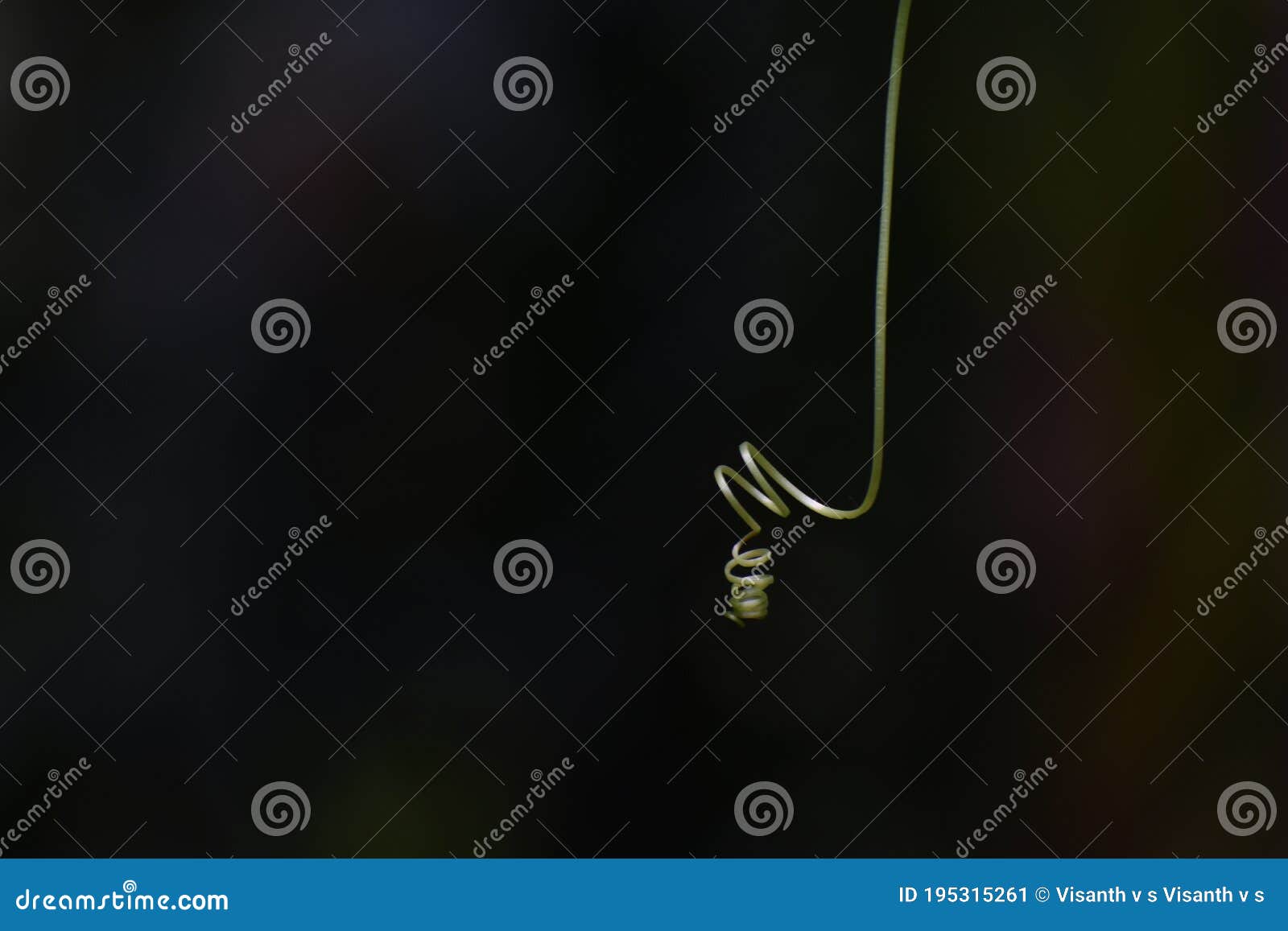 Spring Like Leaf Tendril of Plant Stock Image - Image of like, leaf ...