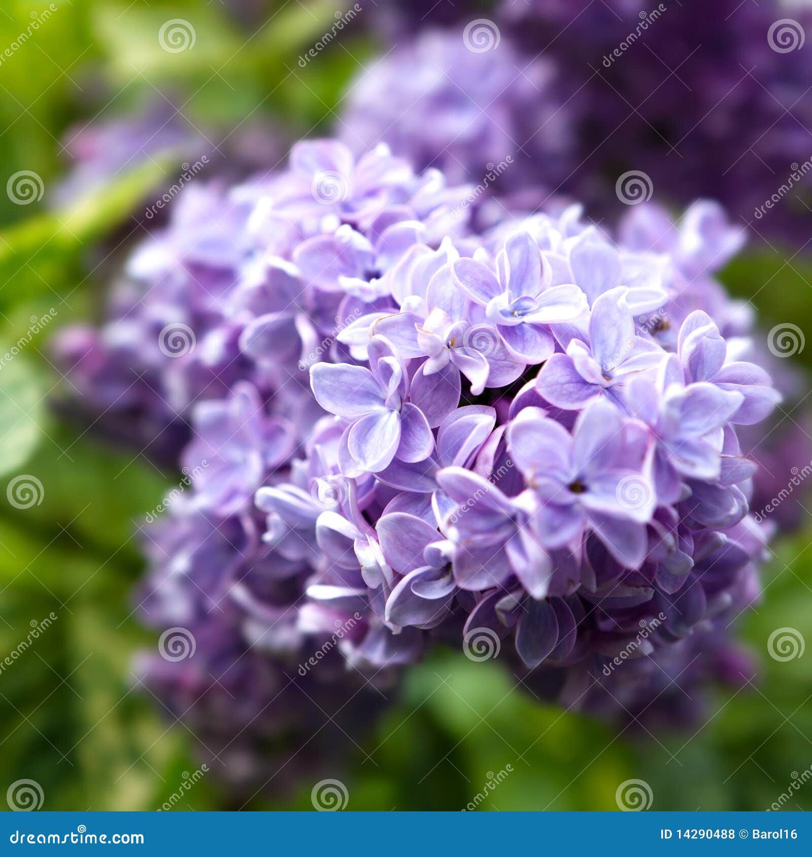 Spring lilac stock photo. Image of garden, lilac, purple - 14290488