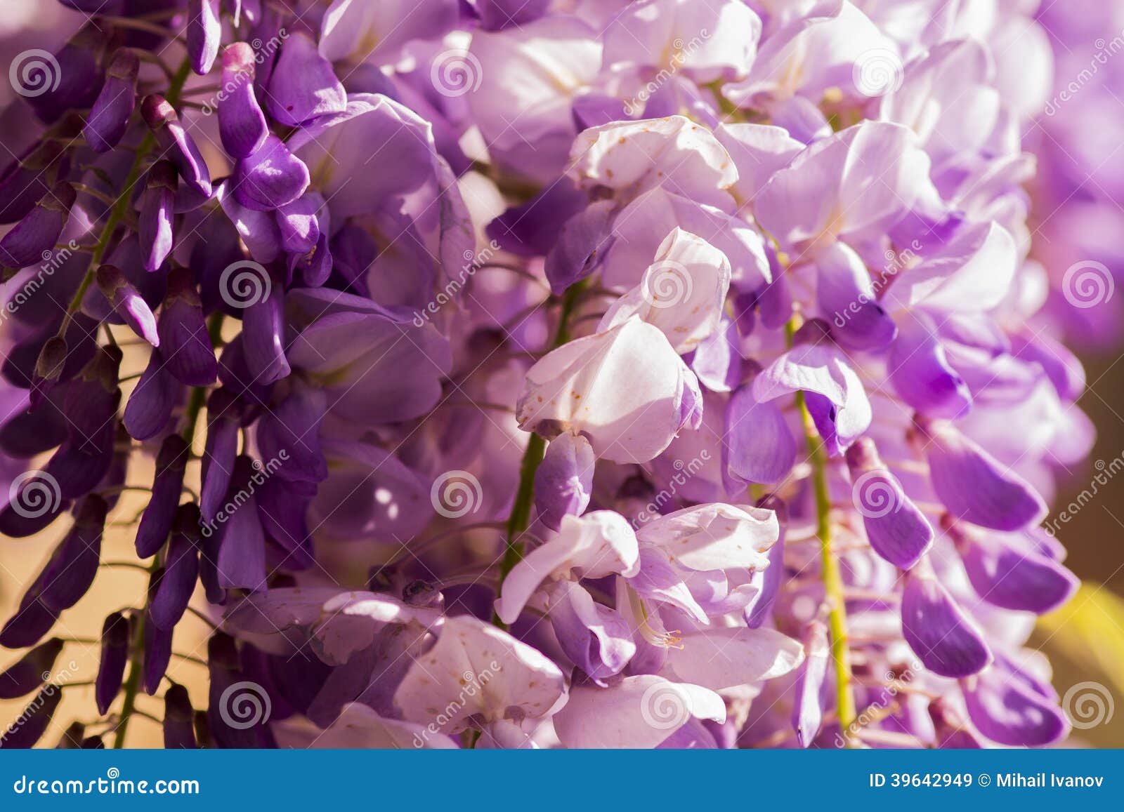 Spring lilac flower stock image. Image of detail, warm - 39642949