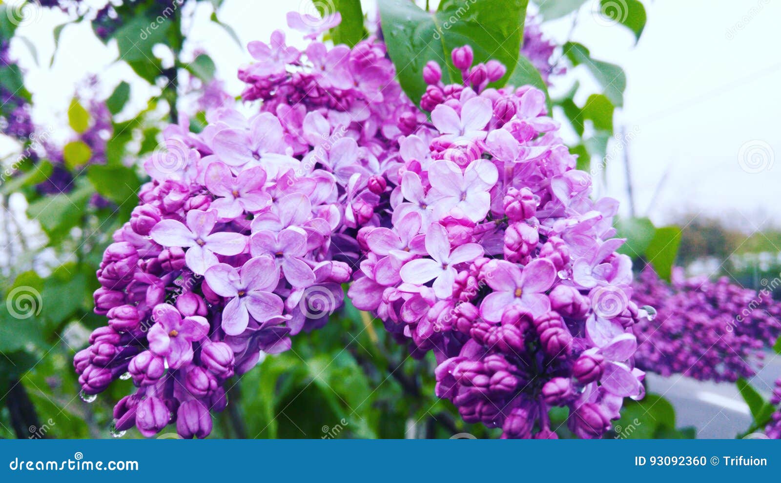 Spring lilac flower stock photo. Image of grow, fragrant - 93092360