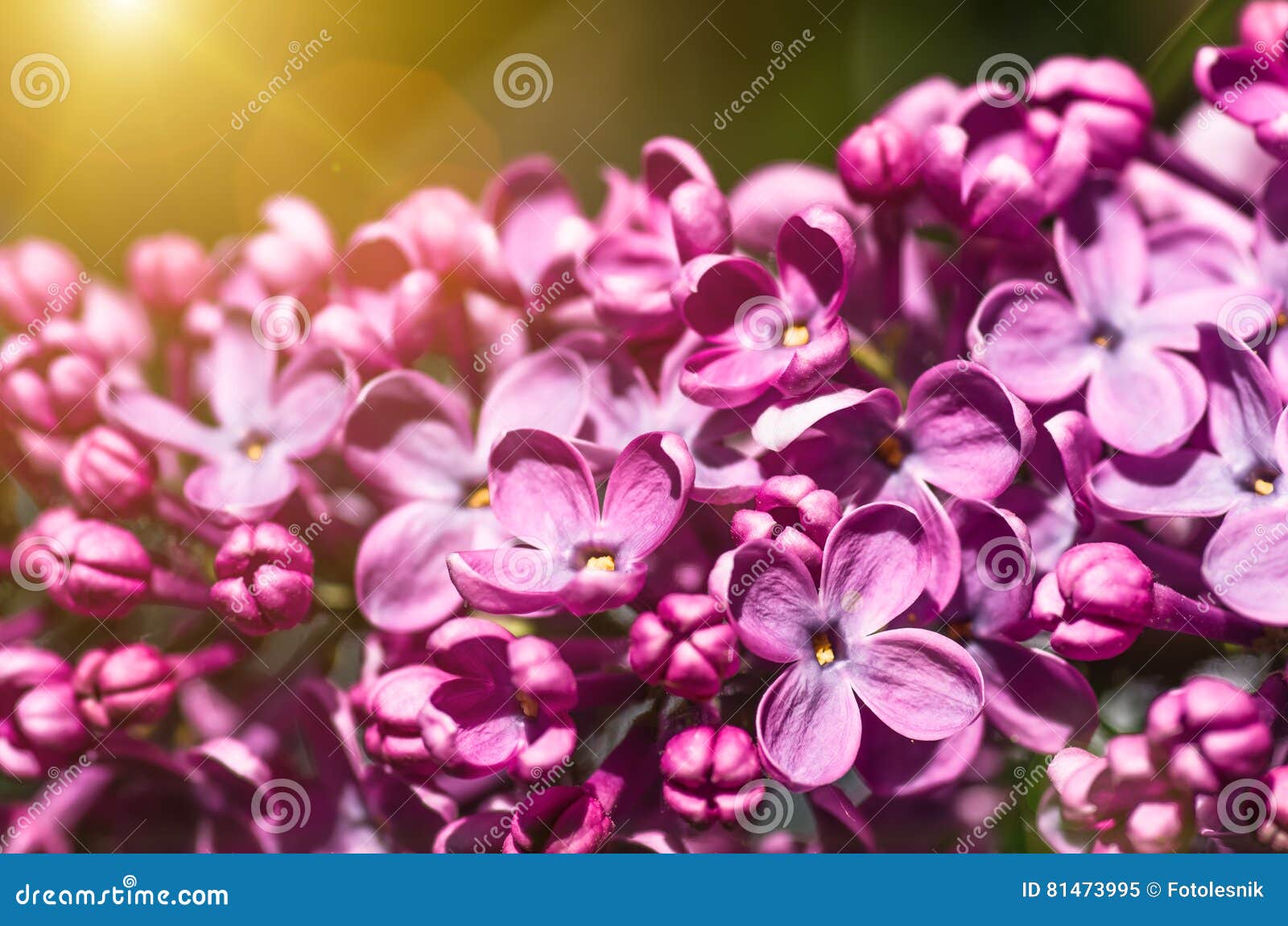 Spring Lilac Violet Flowers Soft Floral Background Stock Image - Image ...