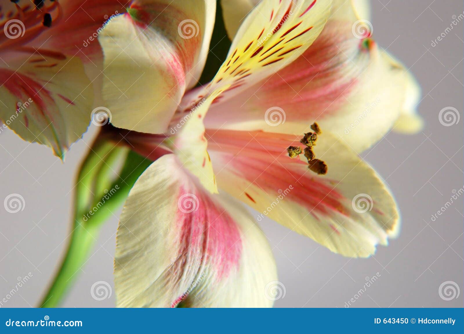 Spring lilies II stock photo. Image of delicate, studio - 643450
