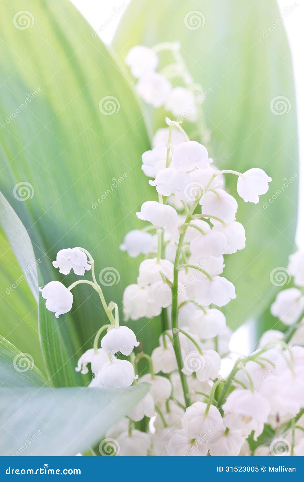 39,112 Spring Lilies Stock Photos - Free & Royalty-Free Stock Photos ...