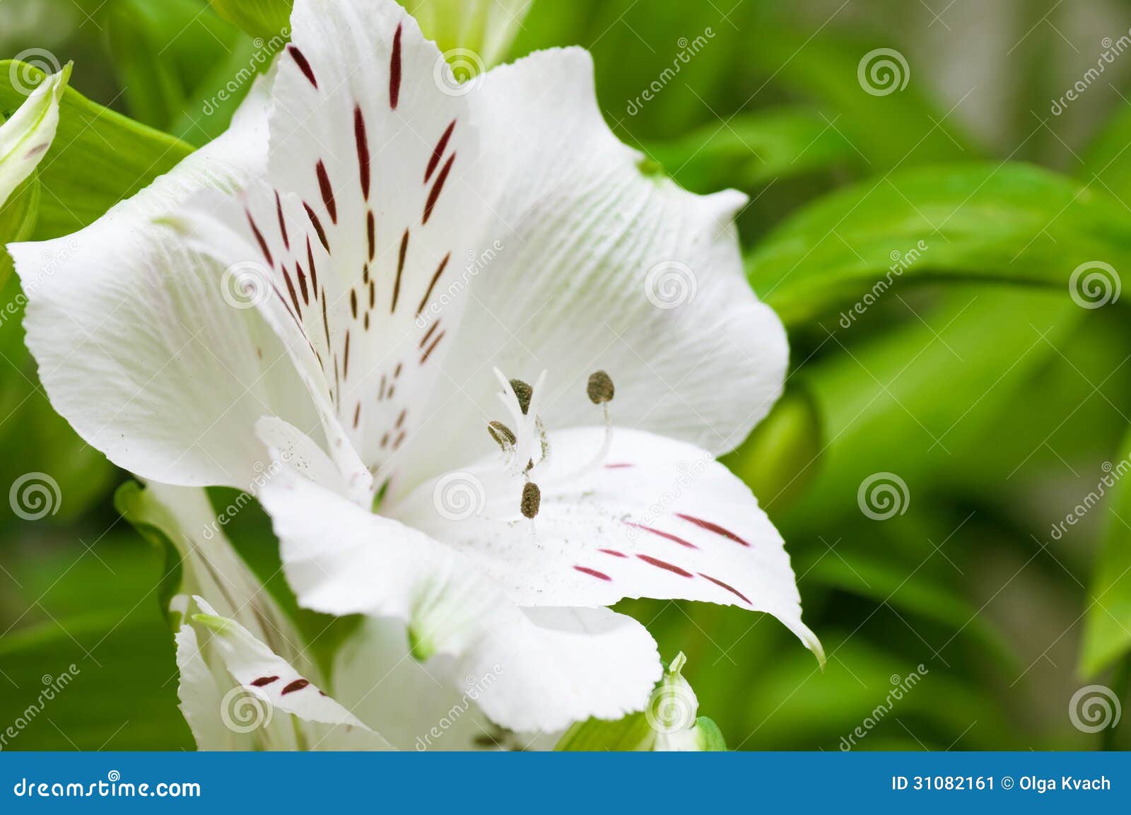Spring lily flowers stock image. Image of green, outdoors - 31082161