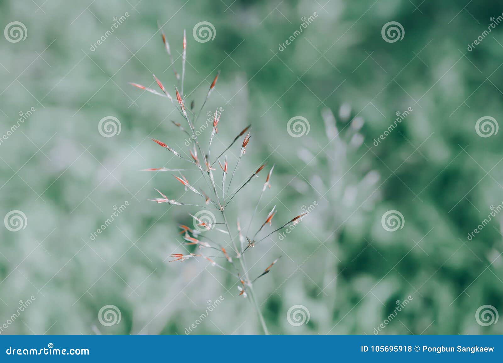 Spring Grass Flower Natural Background Stock Photo - Image of abstract ...