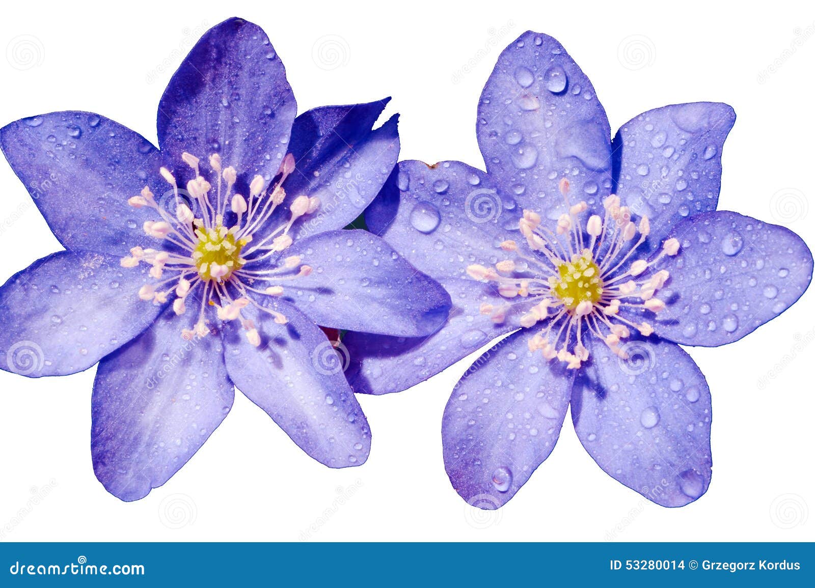 Spring liverwort flower stock photo. Image of poland - 53280014