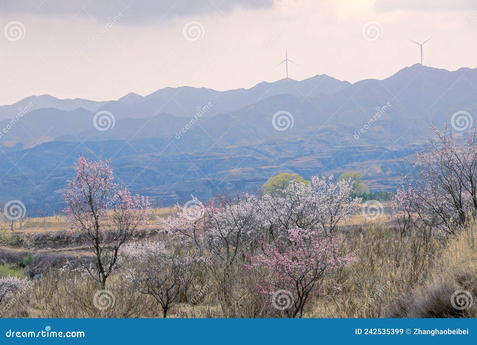 Spring loess plateau stock image. Image of natural, trees - 242535399
