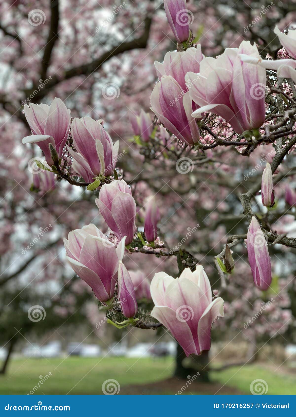 Spring in Long Island, New York State, USA Stock Image - Image of ...