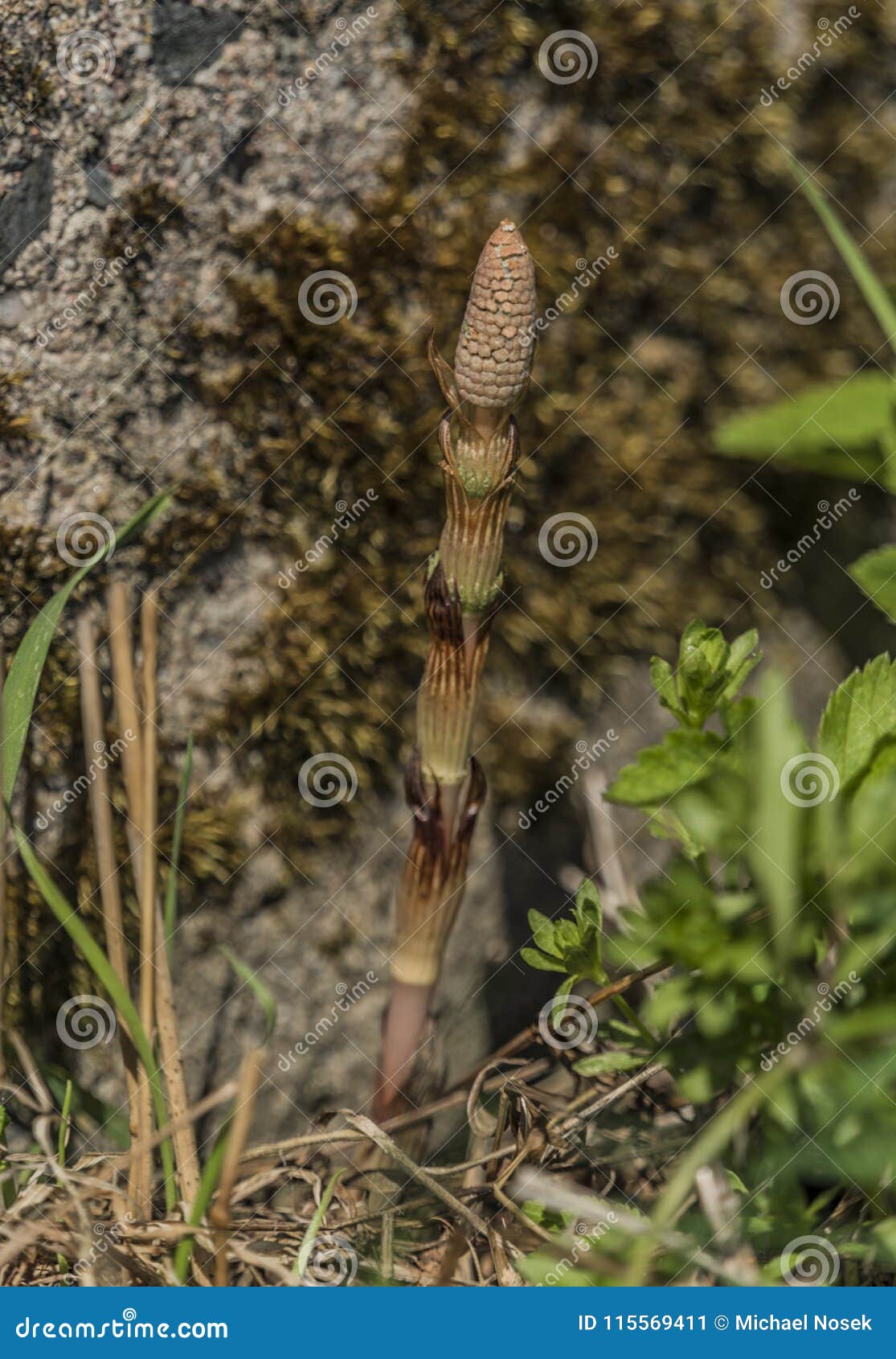 Spring Long Young Flower on Field Stock Image - Image of fresh, field ...